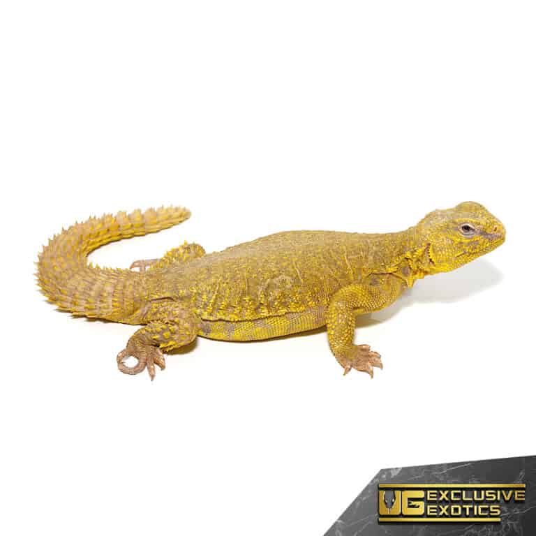 Super Yellow Uromastyx (Uromastyx geyri) For Sale - Underground Reptiles