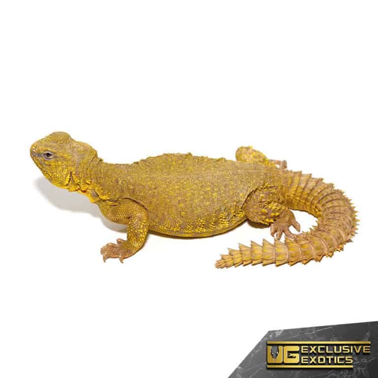 Super Yellow Uromastyx (Uromastyx geyri) For Sale - Underground Reptiles