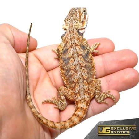 Toasted Chestnut Bearded Dragons (Pogona vitticeps) For Sale ...