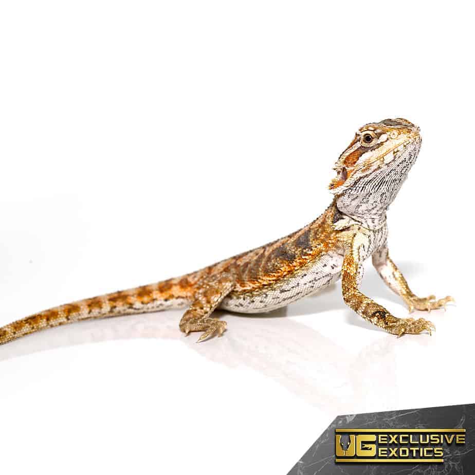 Toasted Chestnut Bearded Dragons (Pogona vitticeps) For Sale ...