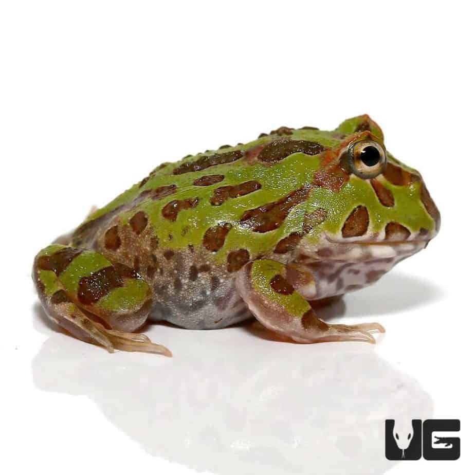 Green Pacman Frogs (Ceratophrys cranwelli) For Sale - Underground Reptiles