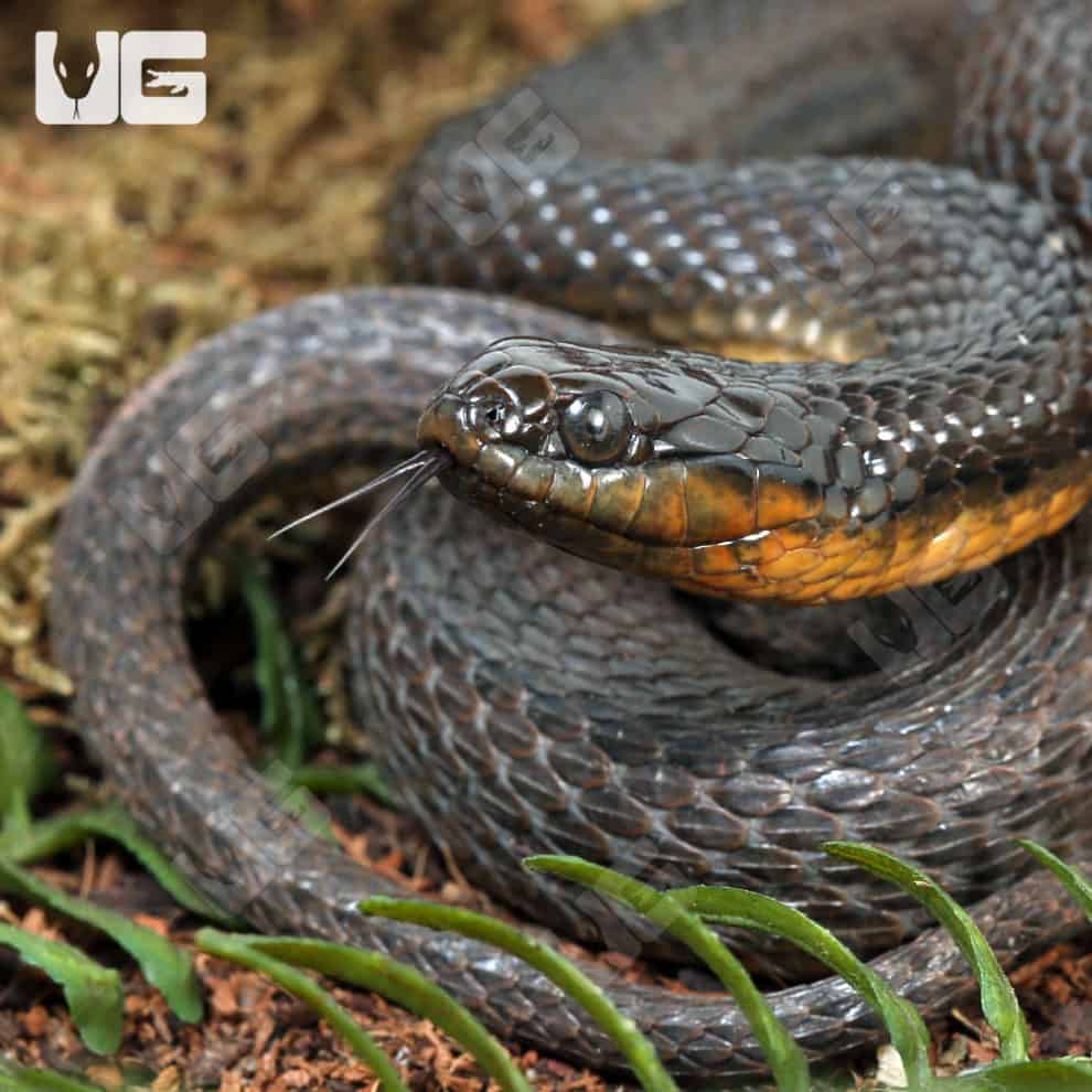 Louisiana Crayfish Snakes (Liodytes rigida) For Sale - Underground Reptiles