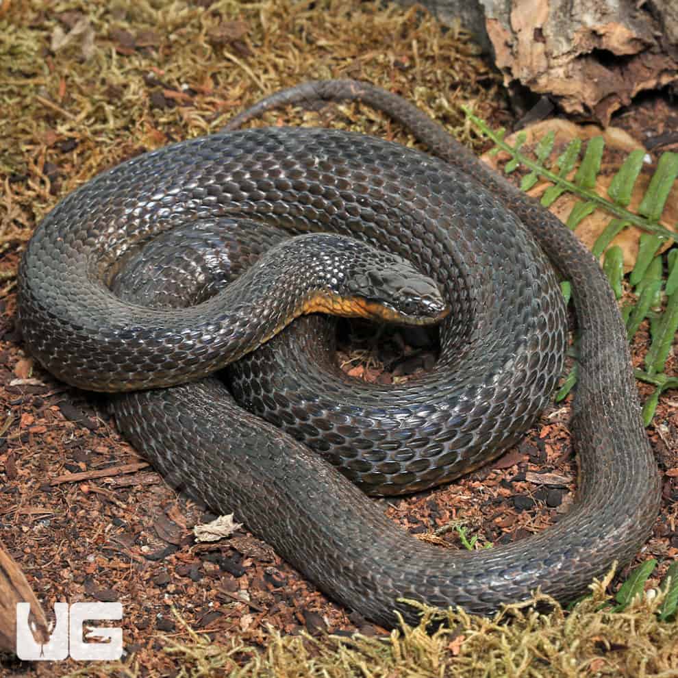 Louisiana Crayfish Snakes (Liodytes rigida) For Sale - Underground Reptiles