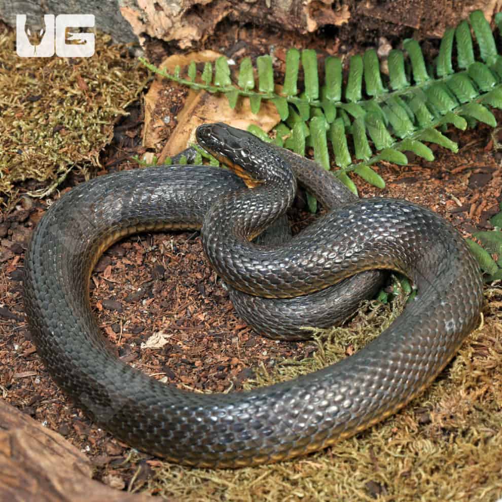 Louisiana Crayfish Snakes (Liodytes rigida) For Sale - Underground Reptiles