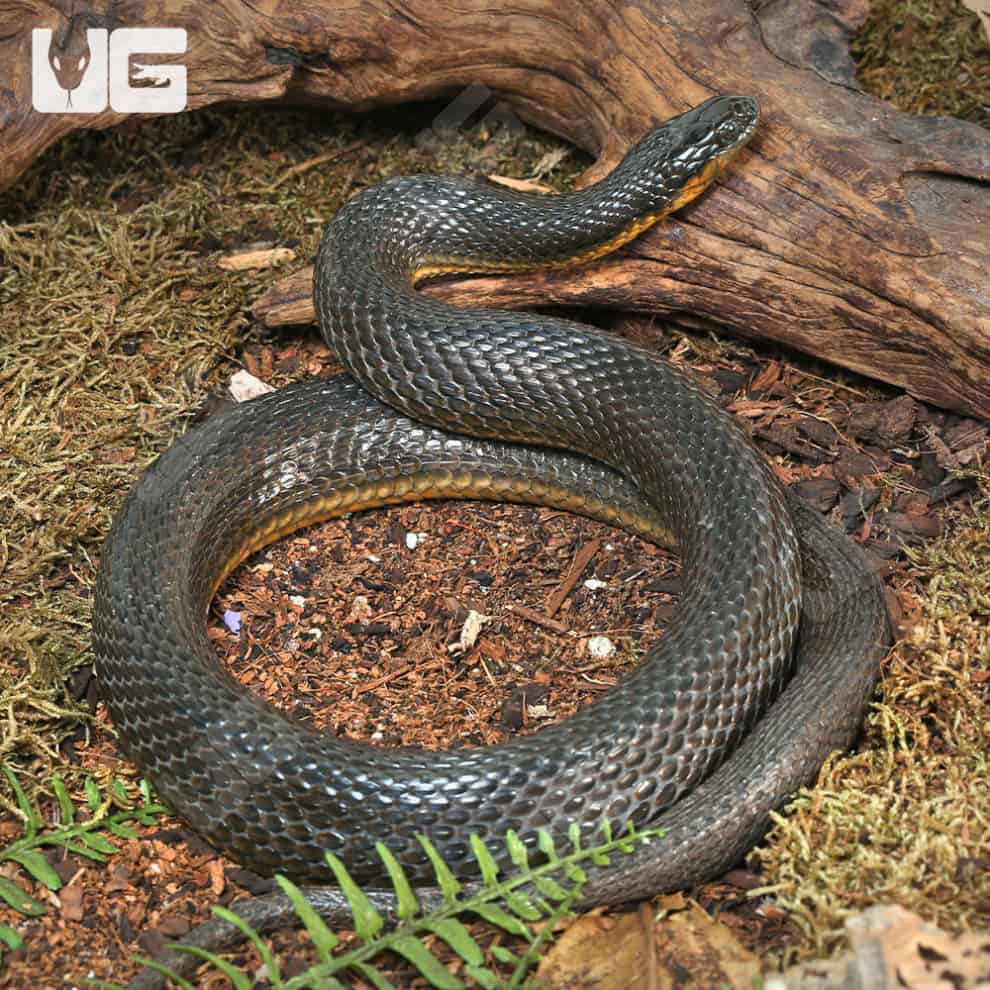 Louisiana Crayfish Snakes (Liodytes rigida) For Sale - Underground Reptiles