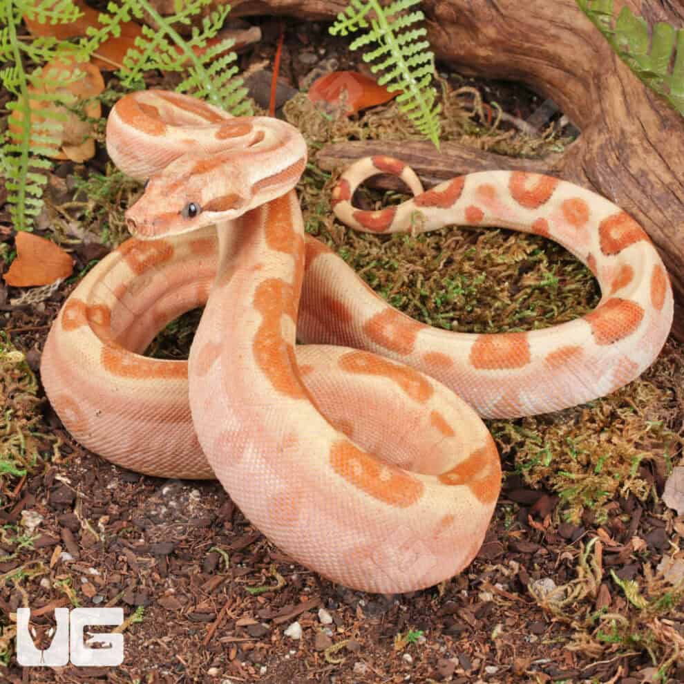 Boas For Sale - Underground Reptiles