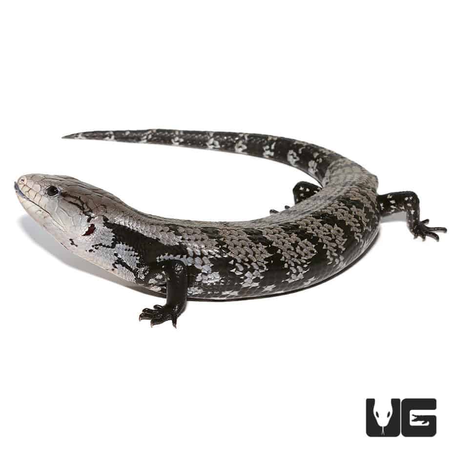 Adult Axanthic Halmahera Blue Tongue Skink For Sale - Underground Reptile