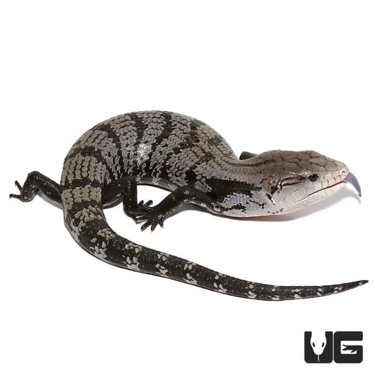 Adult Axanthic Halmahera Blue Tongue Skink For Sale - Underground Reptile