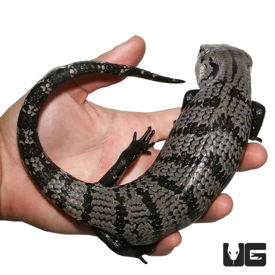 Adult Axanthic Halmahera Blue Tongue Skink For Sale - Underground Reptile