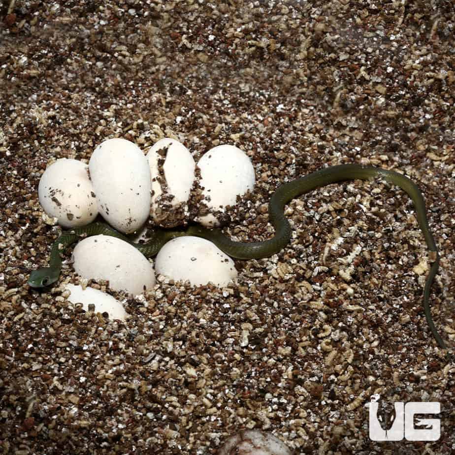 Baby African Green Bush Snakes (Philothamnus semivariegatus) For Sale ...