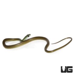 Baby African Green Bush Snakes (Philothamnus semivariegatus) For Sale ...