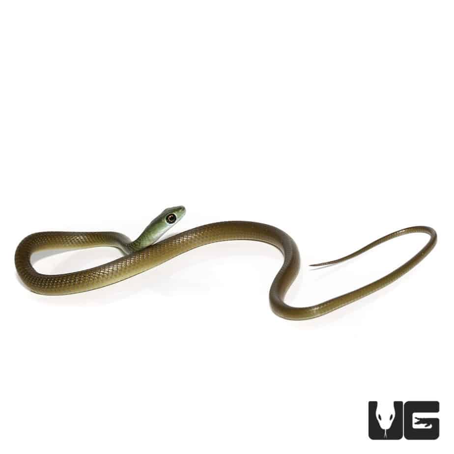Baby African Green Bush Snakes (Philothamnus semivariegatus) For Sale ...