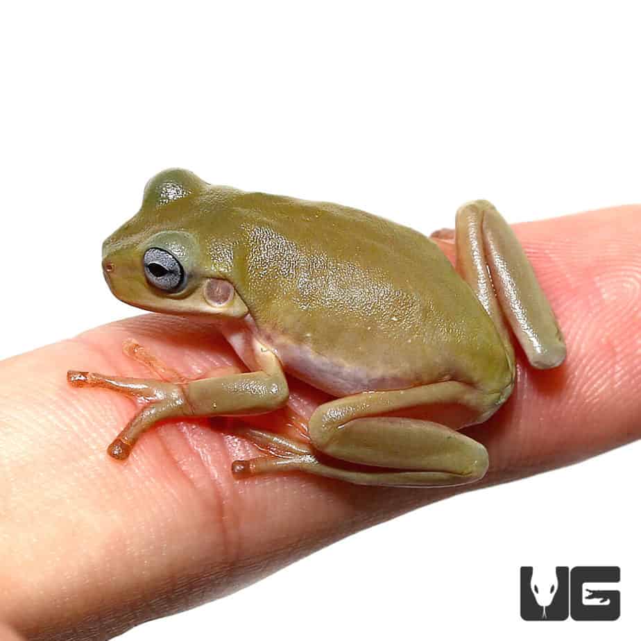 Baby Snowflake Australian Blue Dumpy Tree Frog - Underground Reptiles