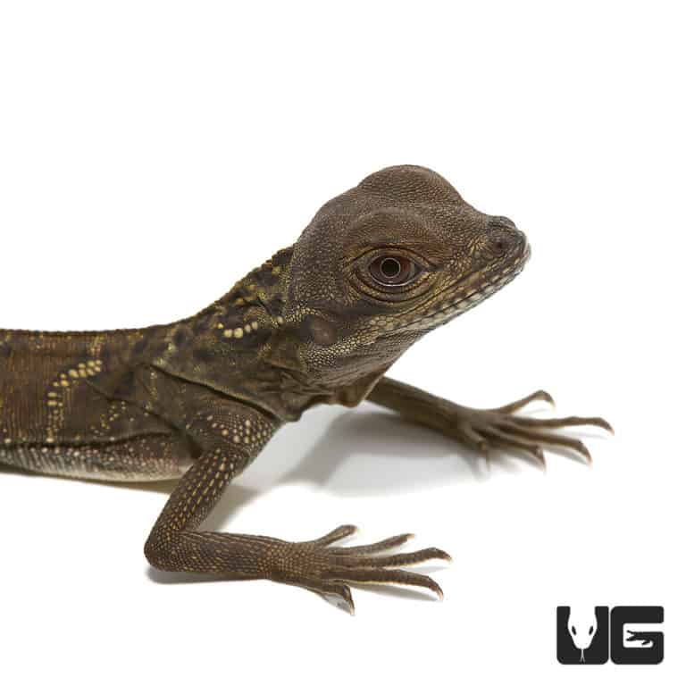 Baby Weber's Sailfin Dragons For Sale - Underground Reptiles