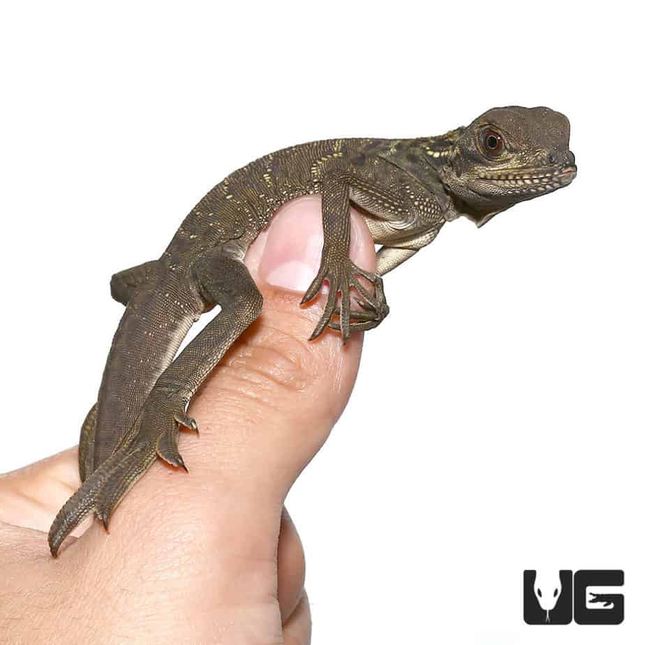 Baby Weber's Sailfin Dragons For Sale - Underground Reptiles