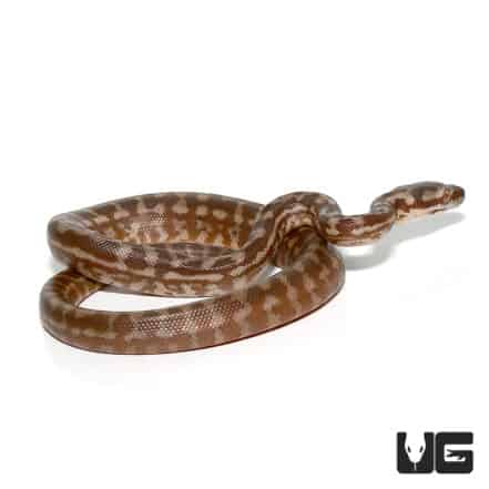 Baby Caramel Coastal Carpet Pythons For Sale - Underground Reptiles