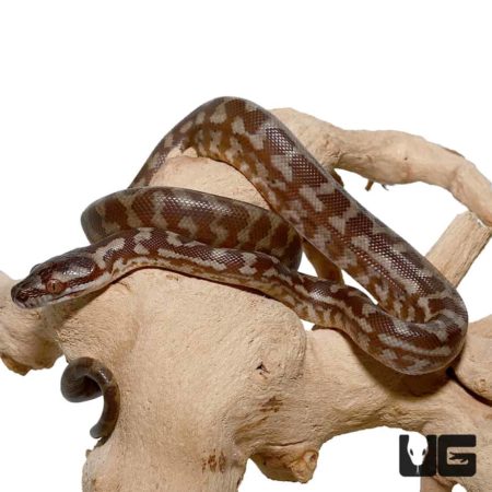 Baby Caramel Coastal Carpet Pythons For Sale - Underground Reptiles