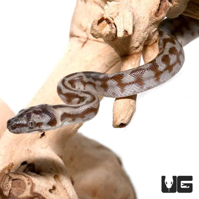 Carpet Pythons For Sale - Underground Reptiles
