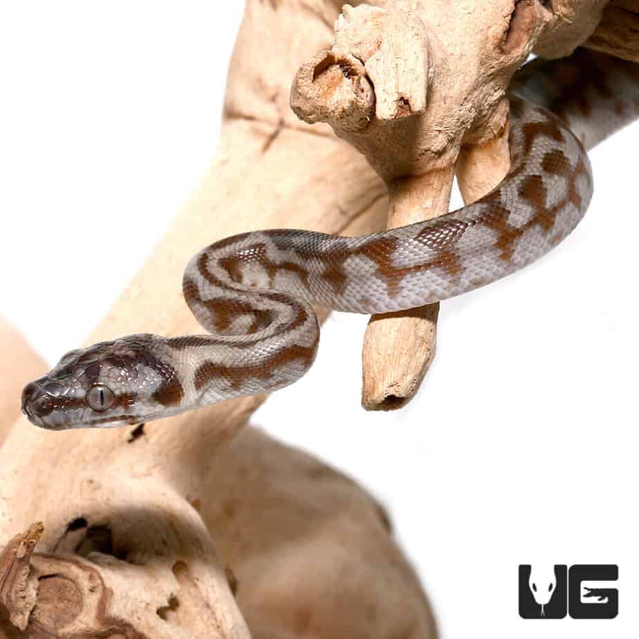 Carpet Pythons For Sale - Underground Reptiles