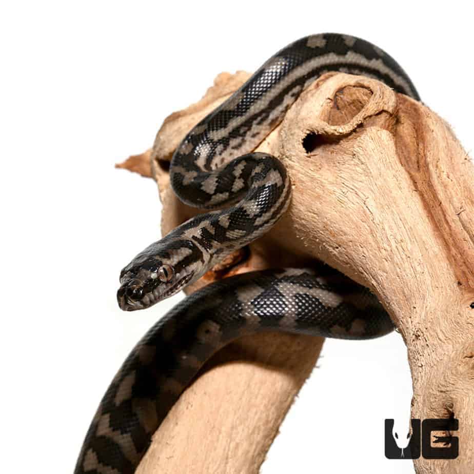 Baby Coastal Carpet Python - Underground Reptiles