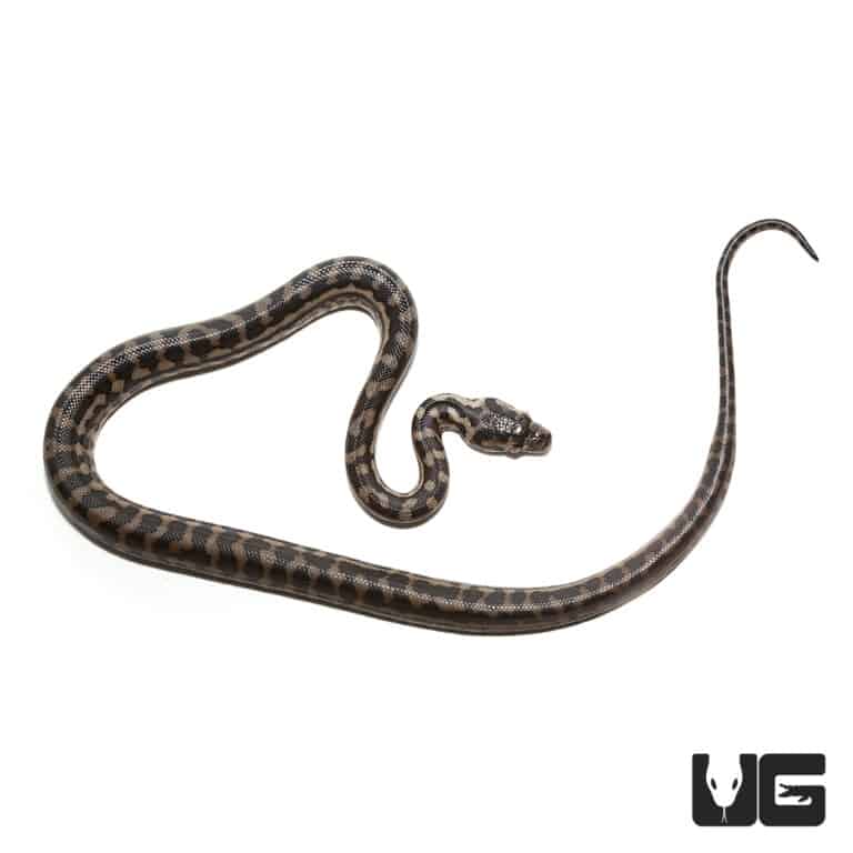 Baby Coastal Carpet Python - Underground Reptiles