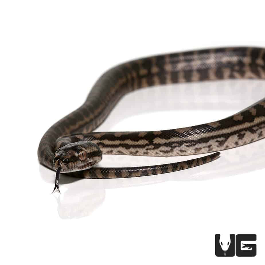 Baby Coastal Carpet Python - Underground Reptiles