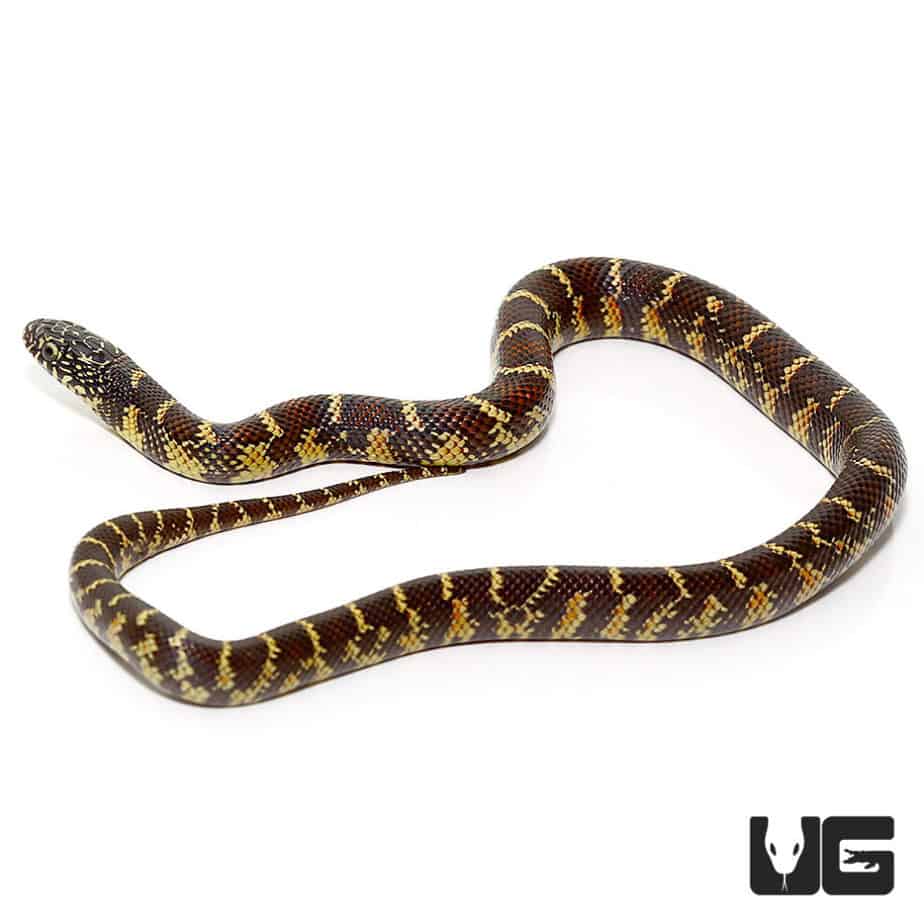 Baby Florida Kingsnakes For Sale - Underground Reptiles
