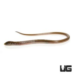 Eastern Legless Lizard For Sale - Underground Reptiles