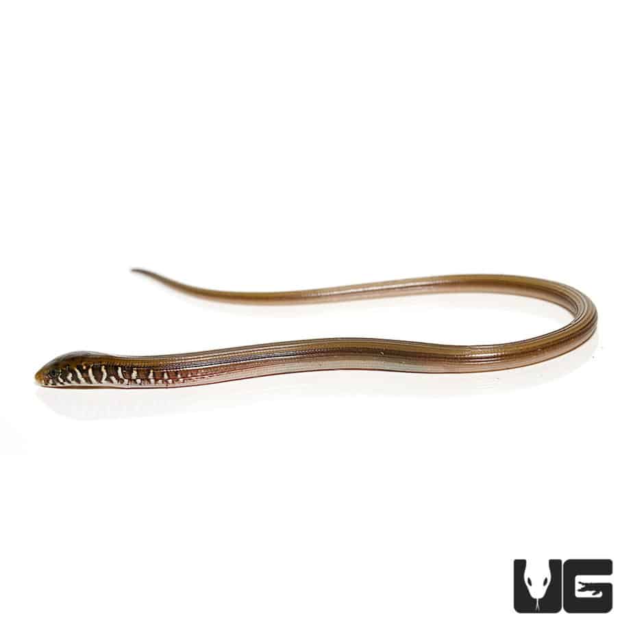 Eastern Legless Lizard For Sale - Underground Reptiles