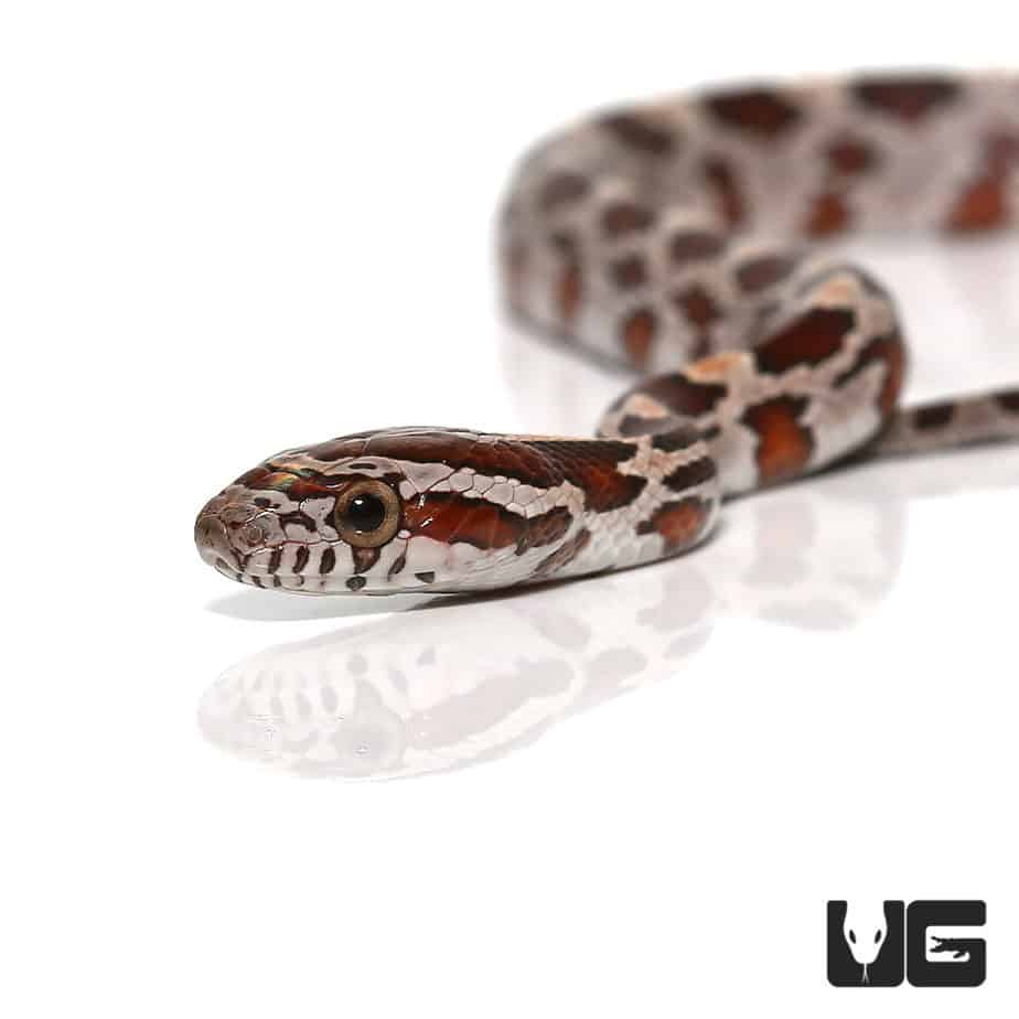 Baby Hypo Miami Okeetee Het Albino Cornsnakes (Pantherophis guttatus ...
