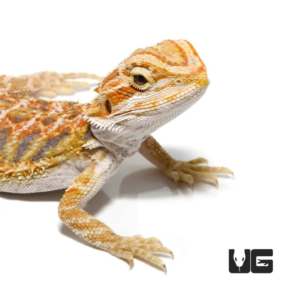 Bearded Dragons For Sale - Underground Reptiles