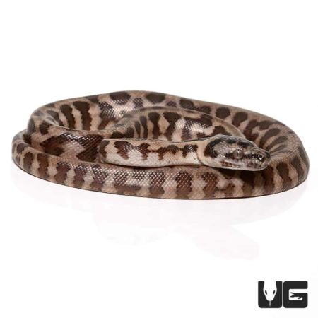 Baby Jaguar Carpet Pythons Het Axanthic (Morelia spilota mcdowelli) For ...