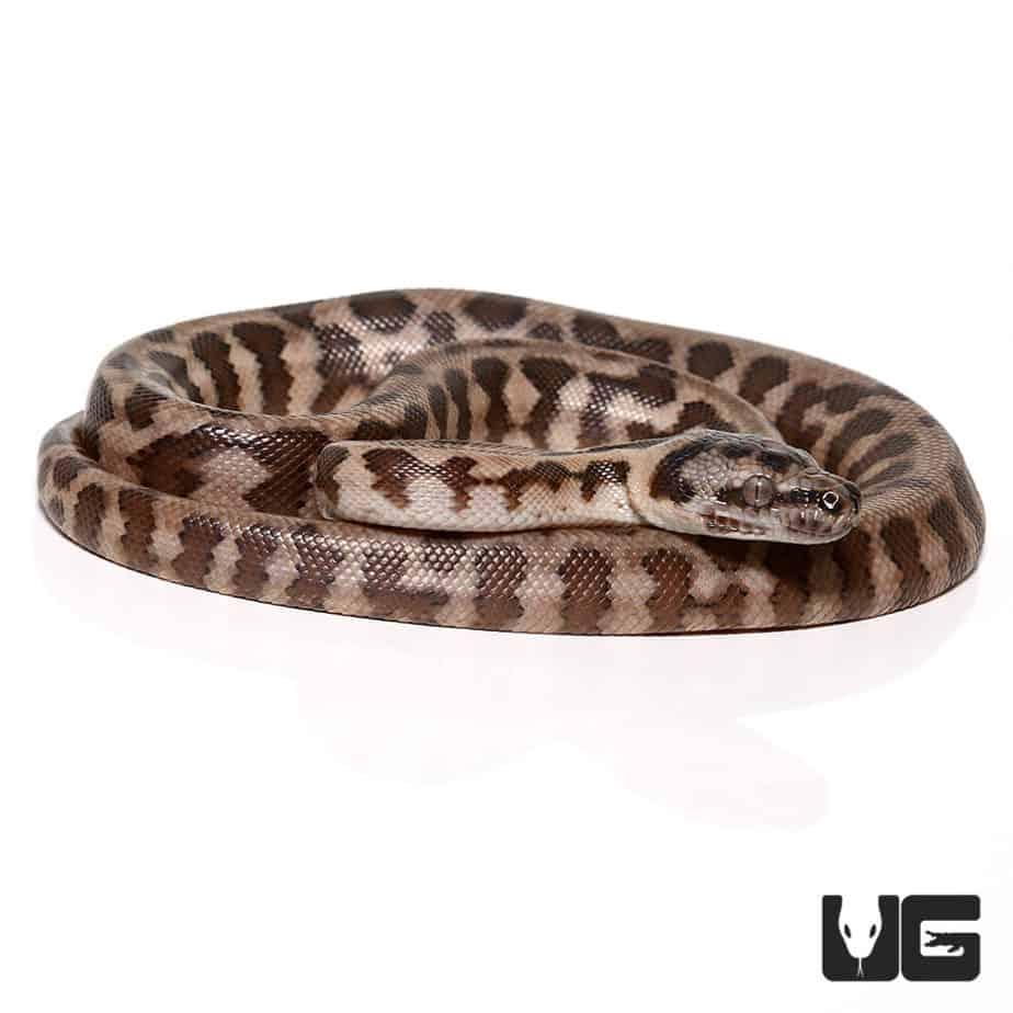 Baby Jaguar Carpet Pythons Het Axanthic (Morelia spilota mcdowelli) For ...