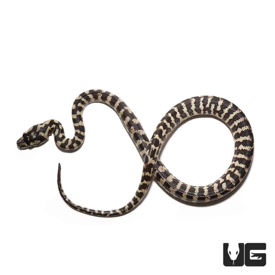 Baby Jungle Carpet Pythons (Morelia spilota cheynei) For Sale ...