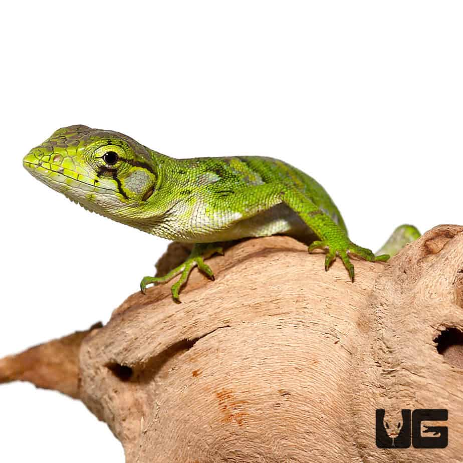 Baby Monkey Anole For Sale - Underground Reptiles