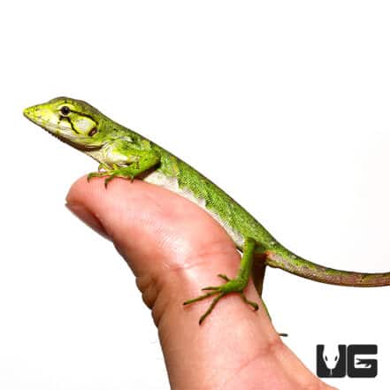Baby Monkey Anole For Sale - Underground Reptiles