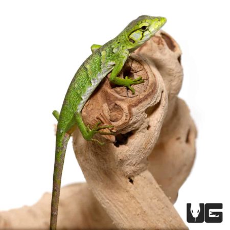 Baby Monkey Anole For Sale - Underground Reptiles