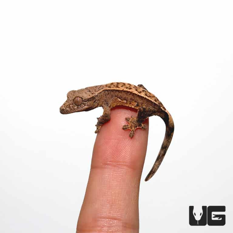 Baby Partial Pinstripe Brindle Harlequin Crested Gecko For Sale ...