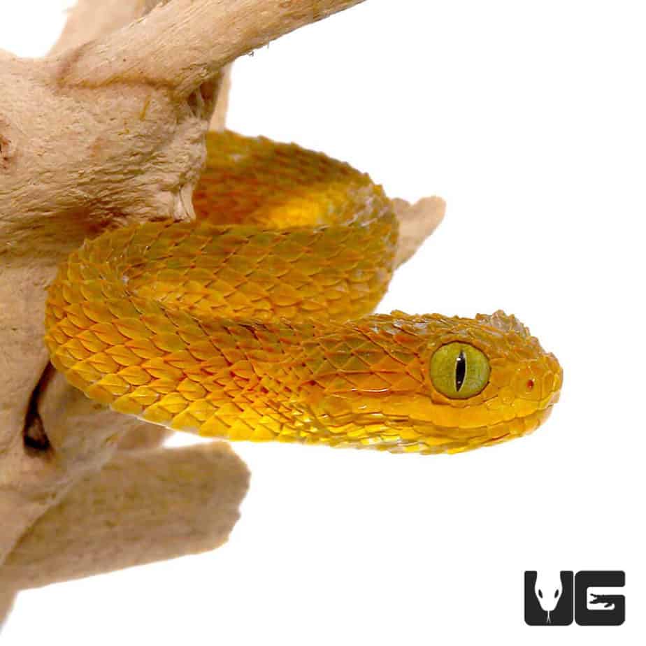 Baby Orange Squamigera Bush Vipers for sale - Underground Reptiles