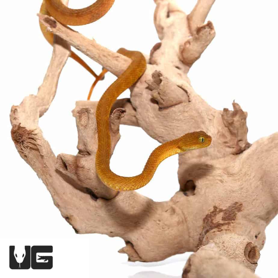 Baby Orange Squamigera Bush Vipers for sale - Underground Reptiles