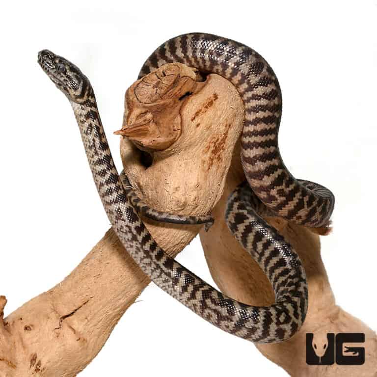 Carpet Pythons For Sale - Underground Reptiles