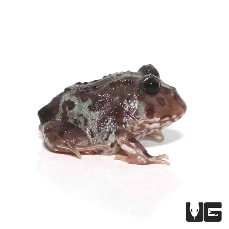 Mutant Black Eyed Nebula Pacman Frogs For Sale - Underground Reptiles