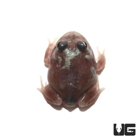 Mutant Black Eyed Nebula Pacman Frogs For Sale - Underground Reptiles