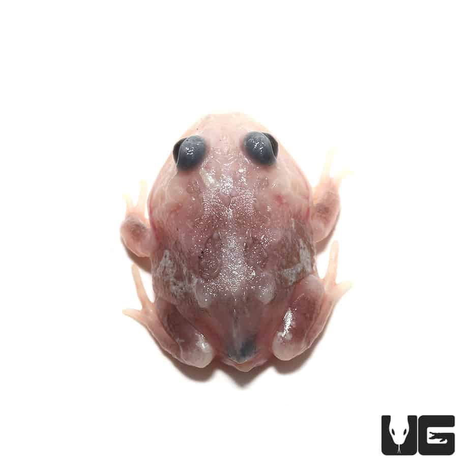 Mutant Black Eyed Pink Chicken Pacman Frogs (Ceratophrys cranwelli) for ...