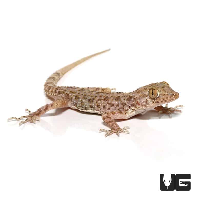 Egyptian Sand Gecko For Sale - Underground Reptiles