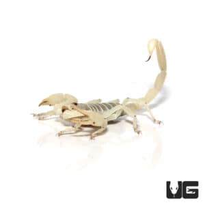 California Giant Scorpions (Hadrurus obscurus) For Sale - Underground ...