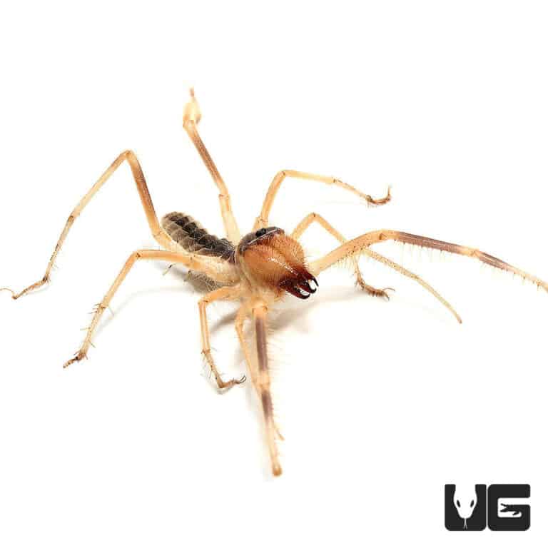 Camel Spider (Galeodes arabs) For Sale - Underground Reptiles