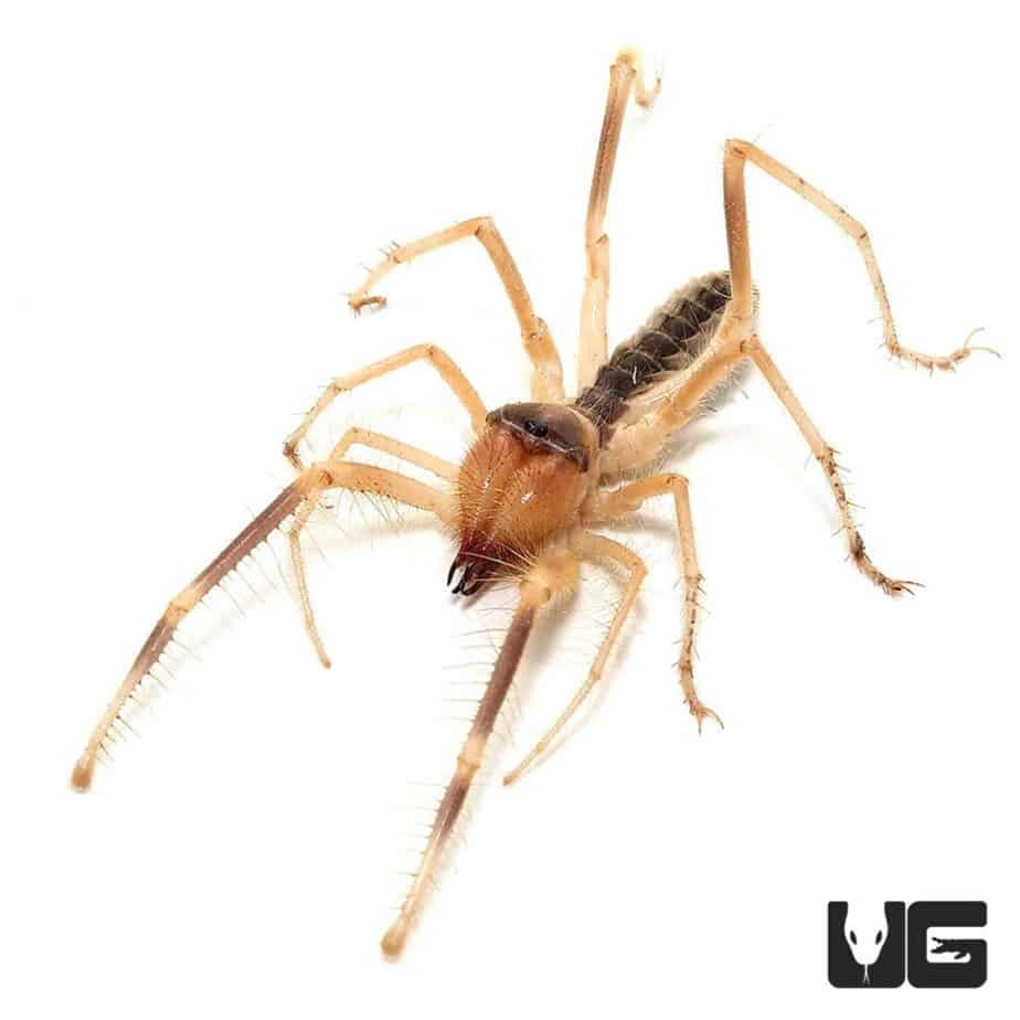 Camel Spider (Galeodes arabs) For Sale - Underground Reptiles