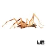 Camel Spider (Galeodes arabs) For Sale - Underground Reptiles