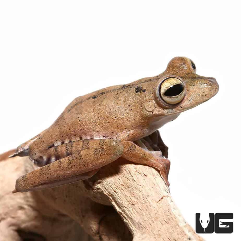 Amphibians for Sale - Frogs, Newts, Salamanders and More!